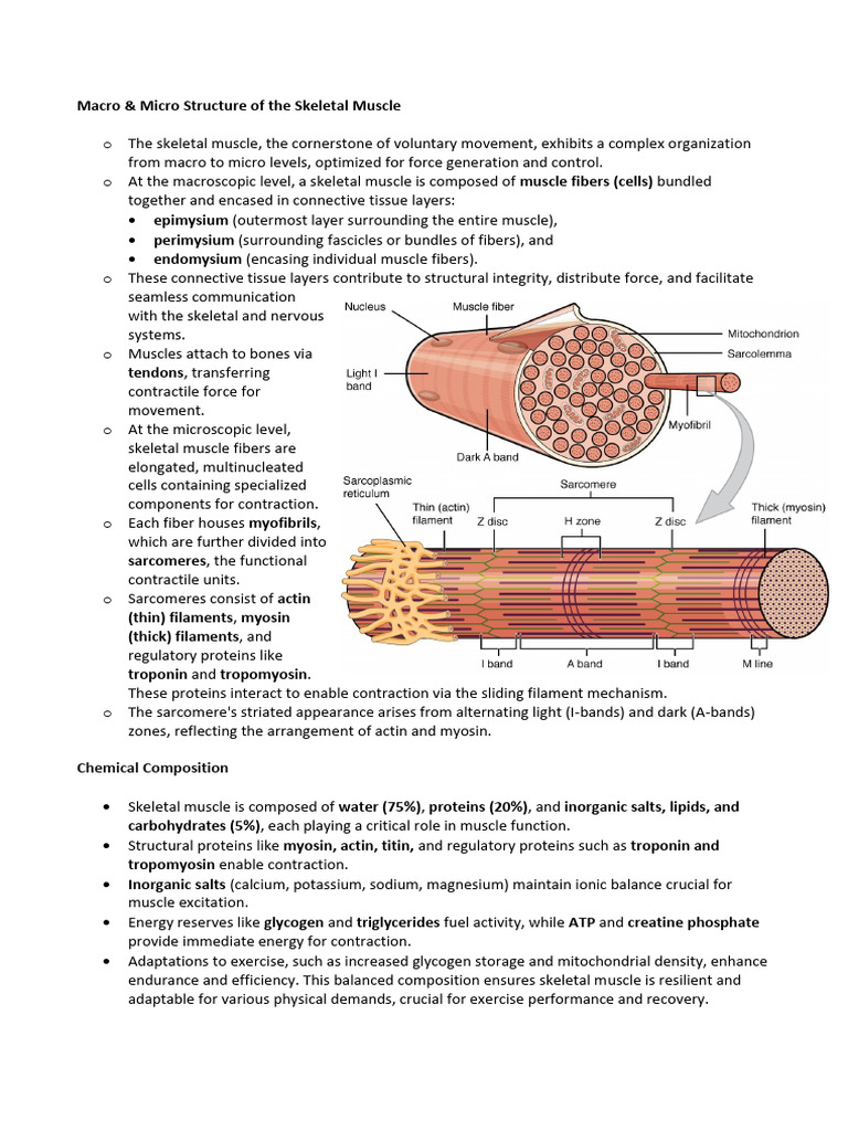 Skeletal Muscle Structure and Function | PDF | Muscle Contraction ...