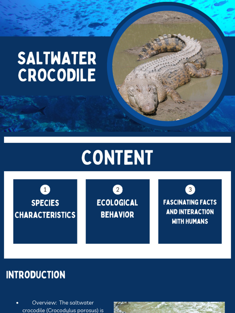 Saltwater Crocodile | PDF | Crocodile | Predators