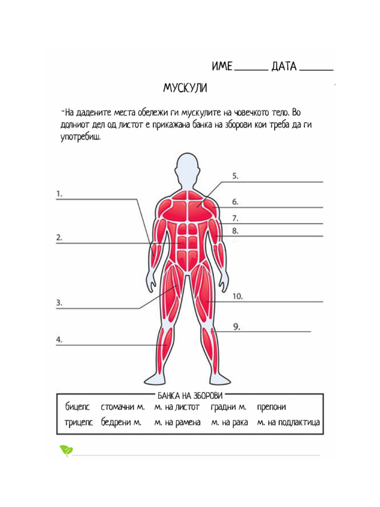 МУСКУЛИ-NASTAVEN LIST | PDF