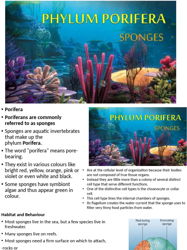 INVERTEBRATE BIOLOGY BIO1201 Presentation 2024 Notes Porifera | PDF ...