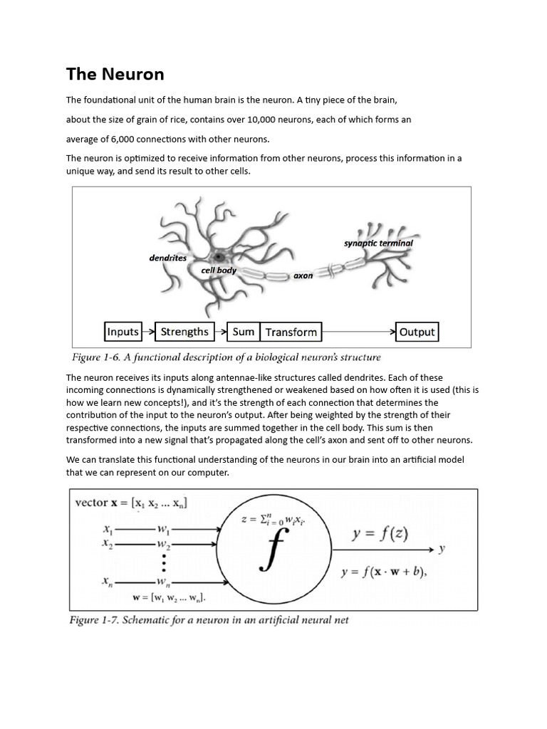 Understanding Neurons and Neural Networks | PDF | Neuron | Brain