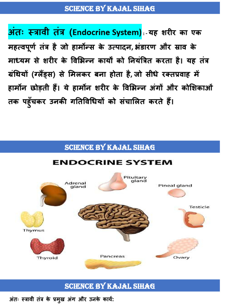 Endocrine Ssystem Ncert Chalisa 18 | PDF