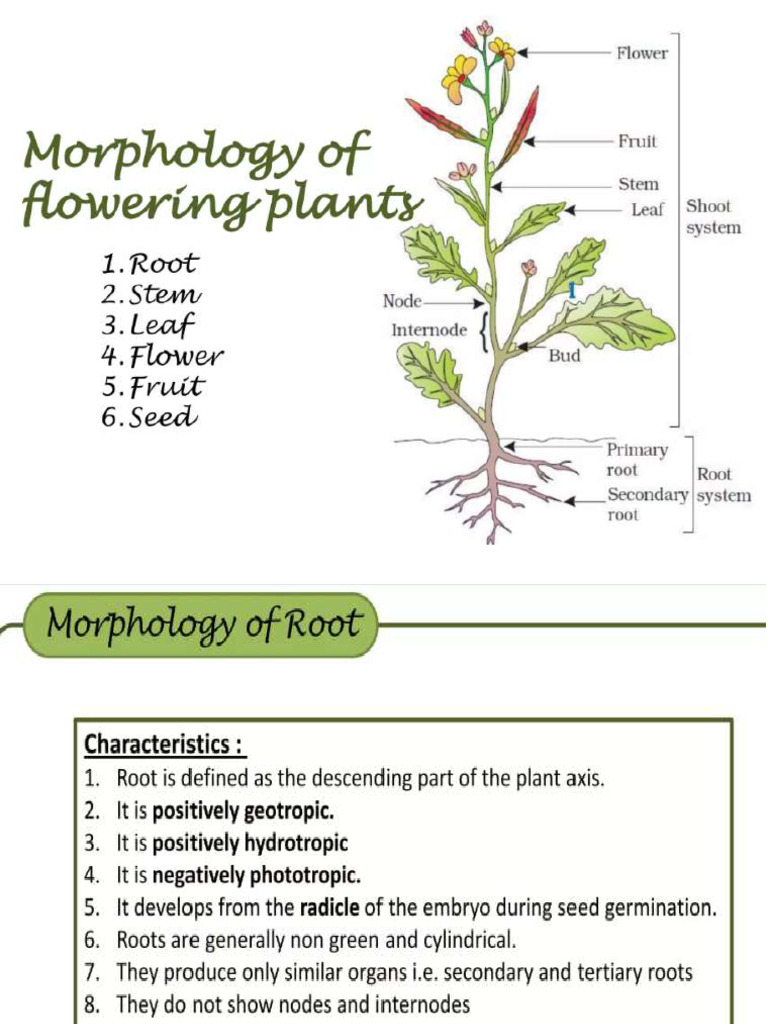 Types of Leaf Venation Explained | PDF