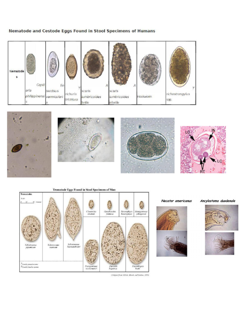 Parasites Eggs | PDF