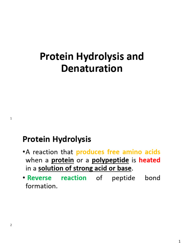 Protein Hydrolysis vs. Denaturation | PDF | Denaturation (Biochemistry) | Proteins