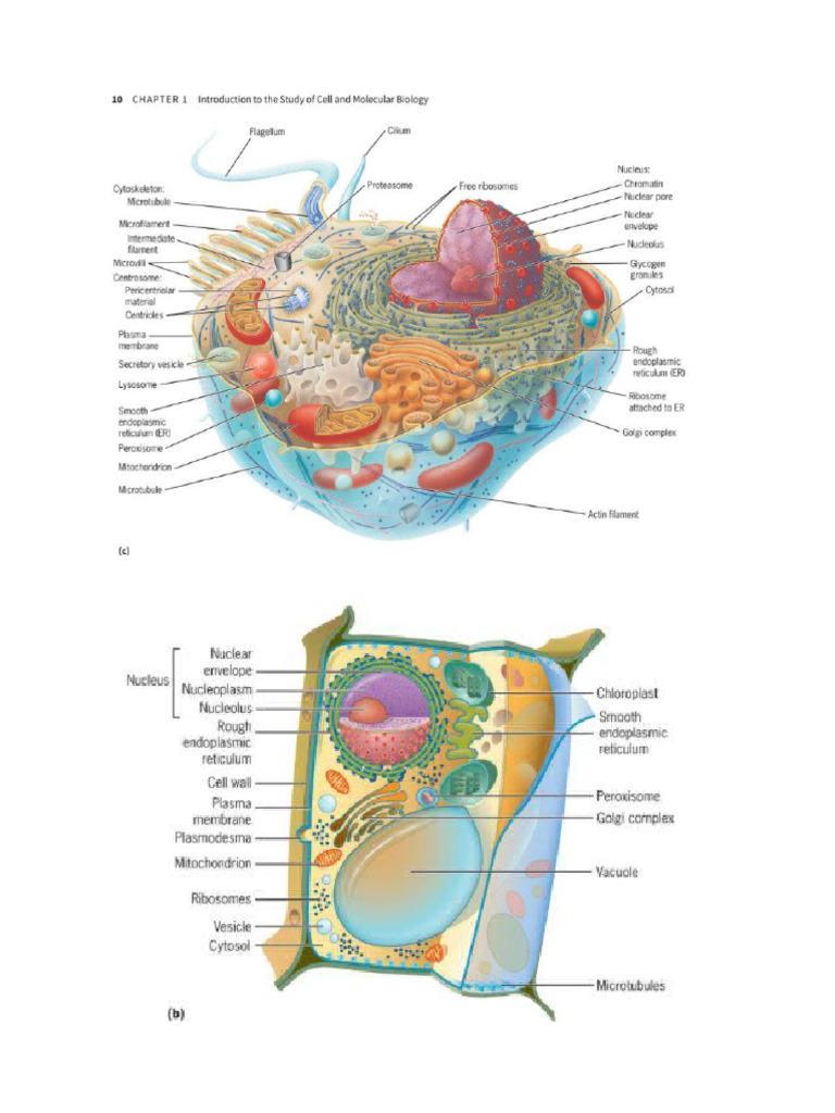 Parts of The Cell Diagrams | PDF