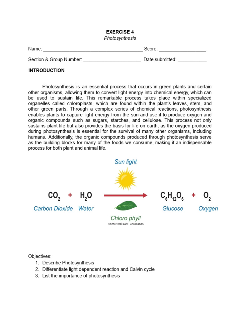 Exercise 4 - Photosynthesis | PDF | Photosynthesis | Biology