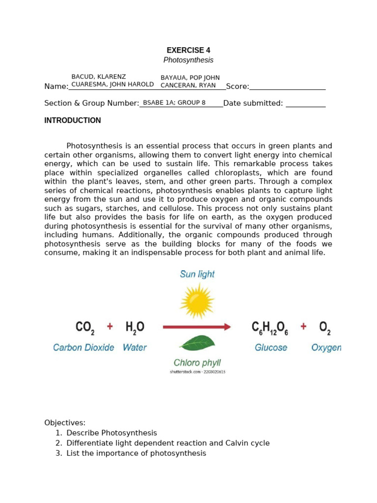 Exercise 4 - Photosynthesis | PDF | Photosynthesis | Leaf