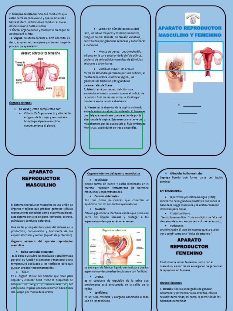 Triptico Aparato Reproductor Femenino y Masculino 3 PDF Free | PDF | Sistema reproductivo | Labios