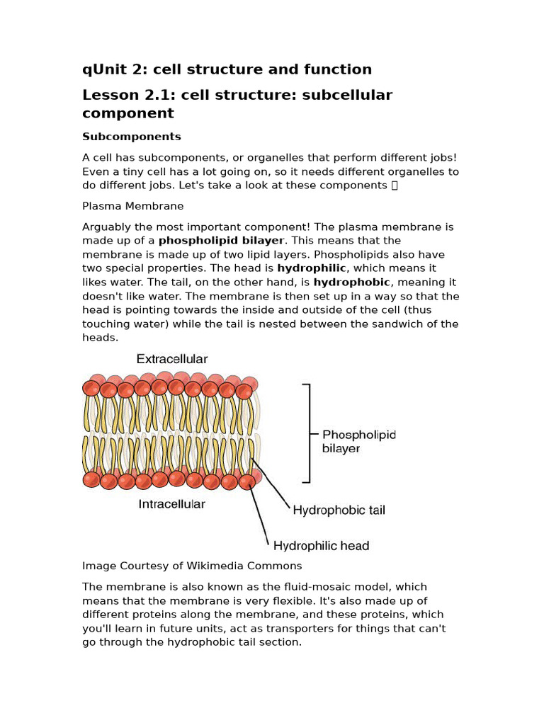 Unit 2 Cell Stucture and Function | PDF | Endoplasmic Reticulum | Cell Membrane