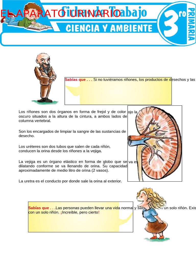 El Aparato Urinario para Tercer Grado de Primaria | PDF | Sistema urinario | Riñón