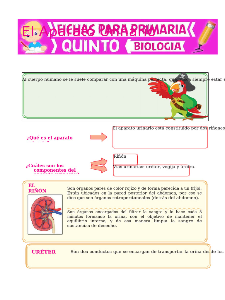 El-Aparato-Urinario-para-Quinto-de-Primaria | PDF | Sistema urinario | Riñón