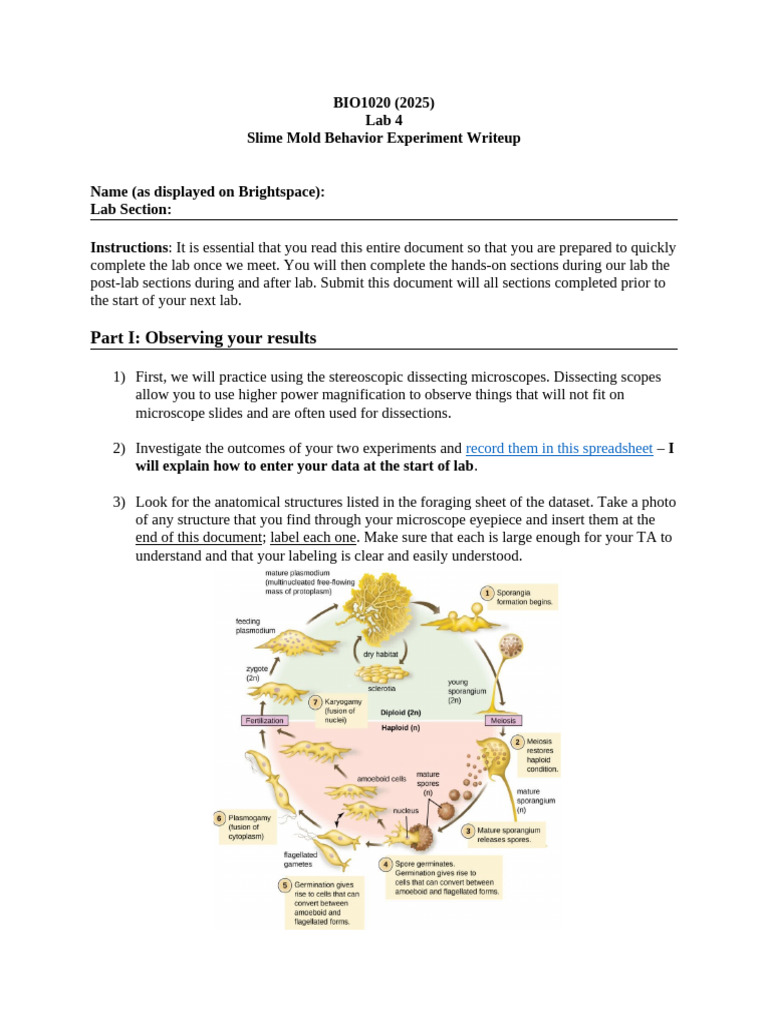 Slime Mold Behavior Lab Report Guide | PDF