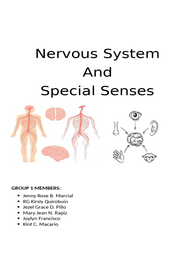 Group 1 Nervous System and Special Senses | PDF | Autonomic Nervous ...