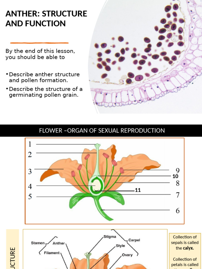 Anther Structure and Function | PDF | Flowers | Pollen