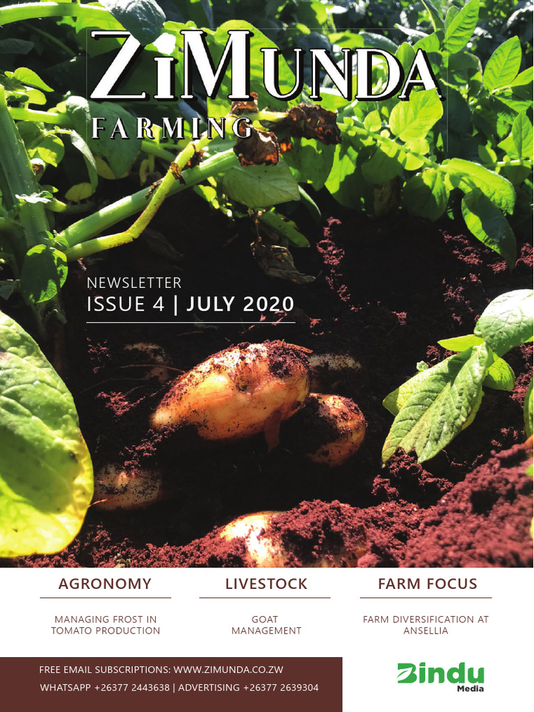 ZiMunda Farming Newsletter Issue 4 | PDF | Cattle | Maize