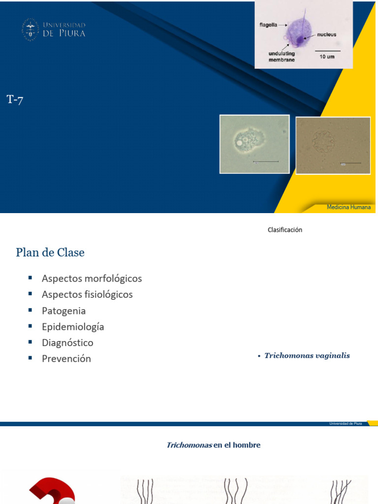 Teoria 07. Trichomonas vaginalis - Amebas de Vida Libre AVL | PDF | Biología