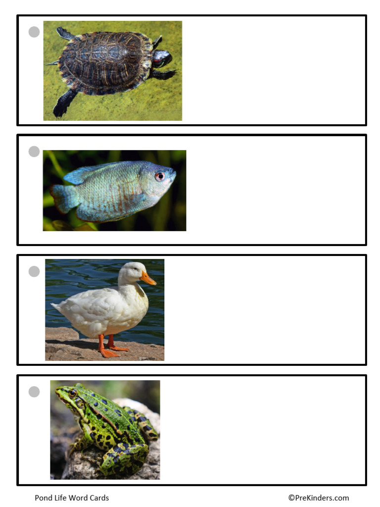 Pond Life Word Cards for Kids | PDF