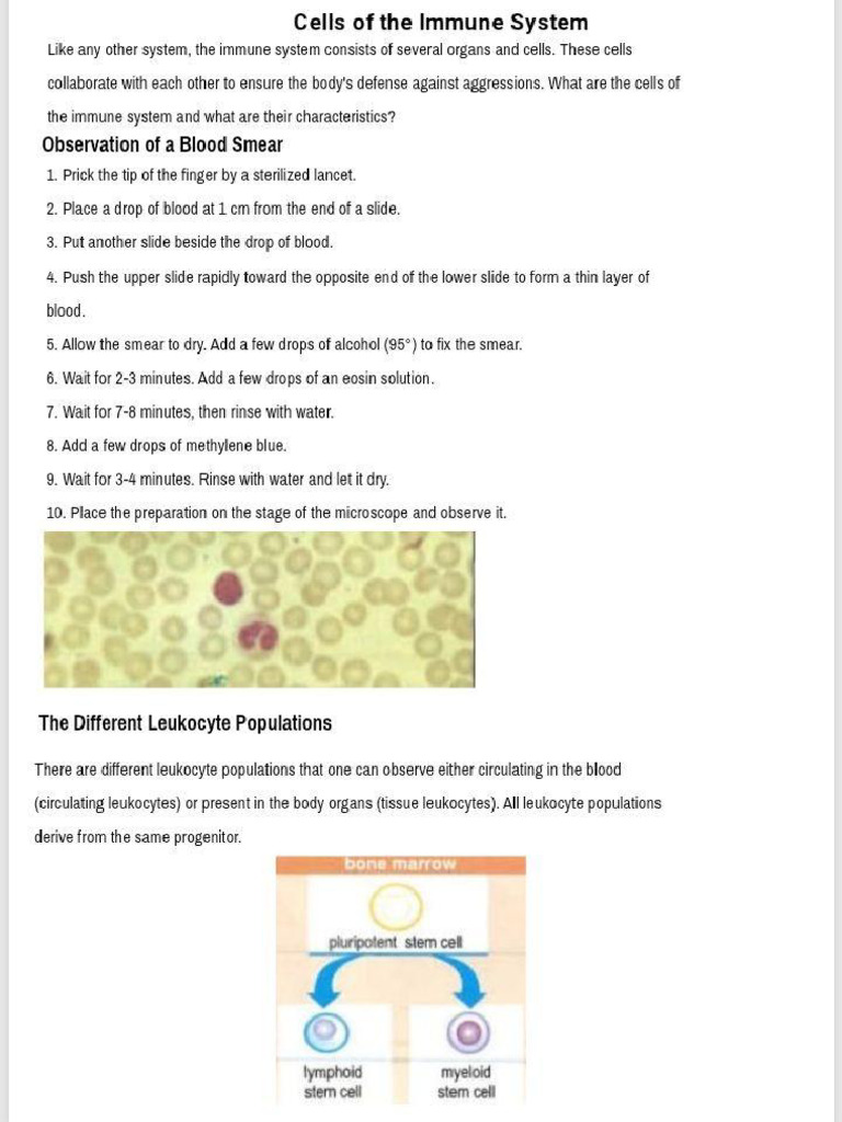 Immune Cells | PDF