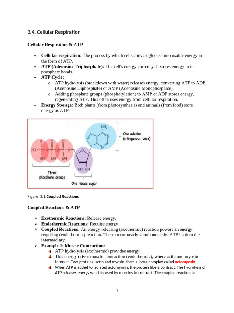 Grade 12 Unit 3 Cellular Resp | PDF | Cellular Respiration | Adenosine Triphosphate