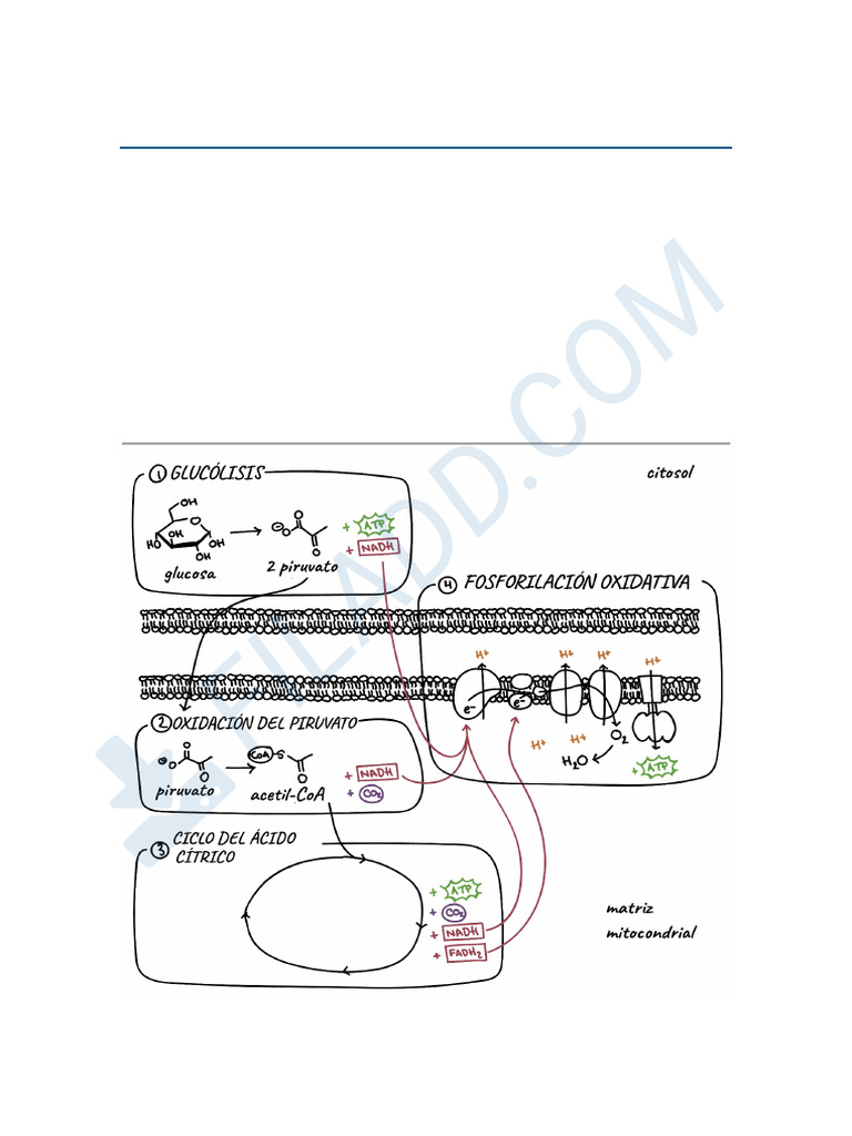 2 Pasos de La Respiracion Celular | PDF | Respiración celular | Trifosfato de adenosina