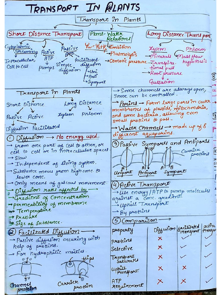 Transport in Plants | PDF