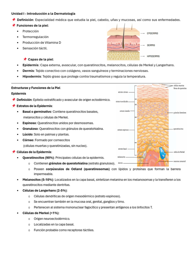 Slide 1 Dermato | PDF | Epidermis | Piel