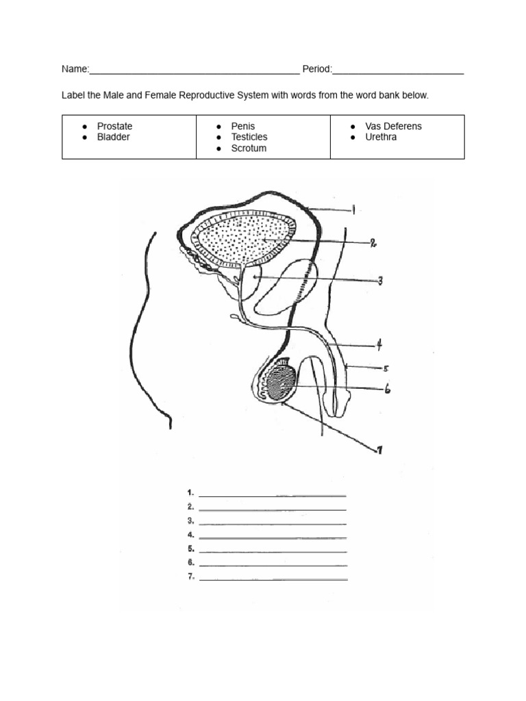 Reproductive System Labeling Worksheet | PDF