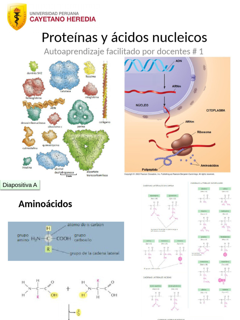 AFPD1 Proteínas y ácidos nucleicos 2025 I | PDF