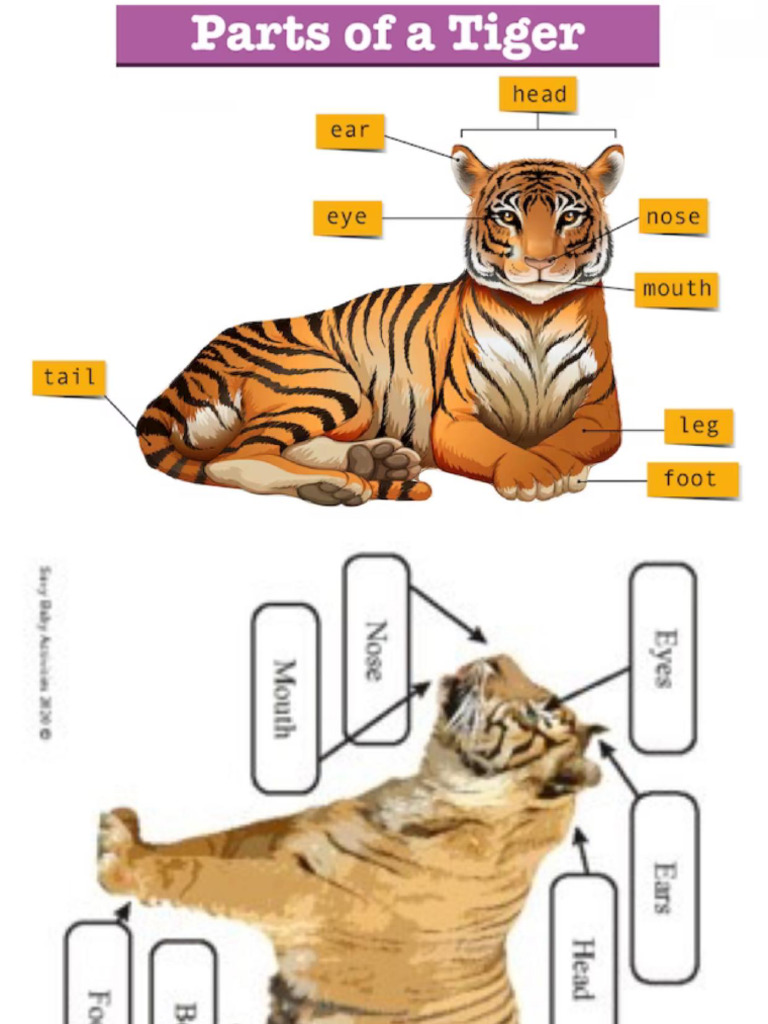 Tiger Life Cycle | PDF