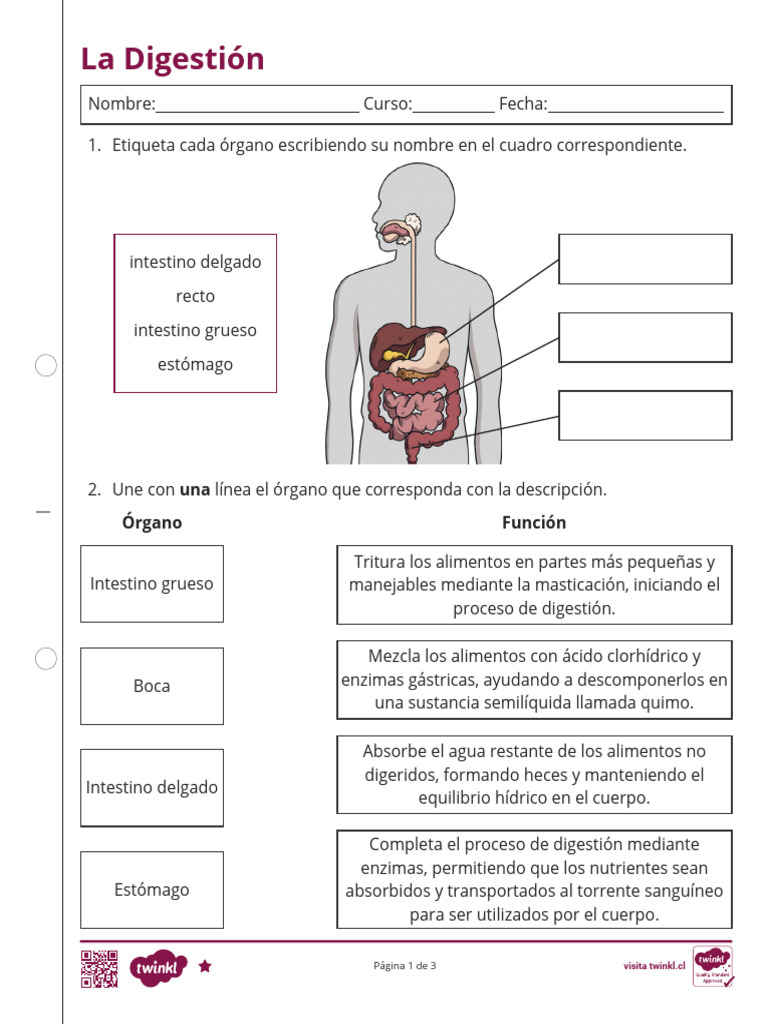Hoja de Trabajo: Sistema Digestivo | PDF | Digestión | Sistema ...
