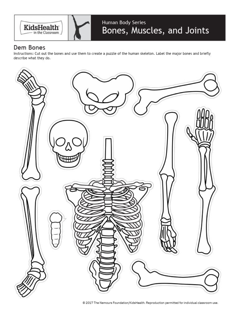 Human Skeleton Puzzle and Quiz Guide | PDF