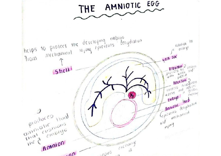 Amniotic Egg | PDF