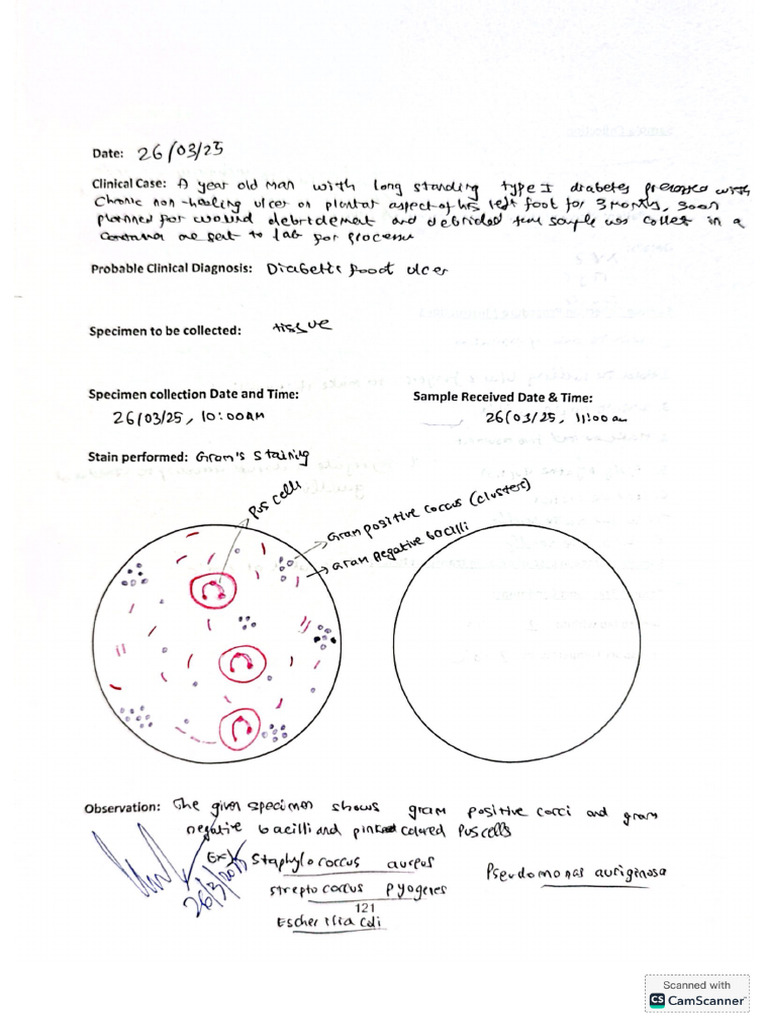 Micro Gram Stain Assessment | PDF