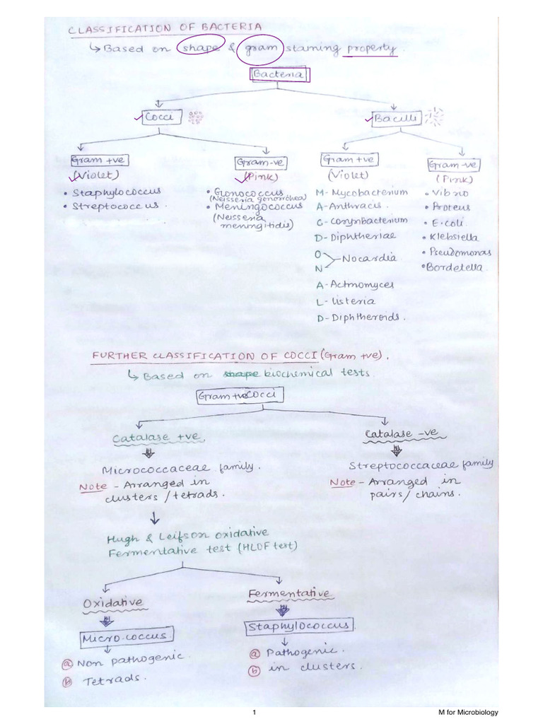 General Bacteria | PDF
