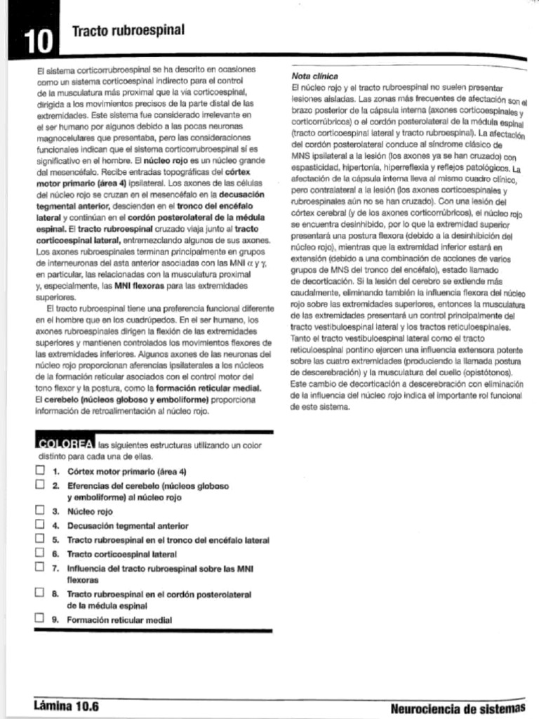 Funciones del tracto rubroespinal | PDF | Cerebelo | Médula espinal