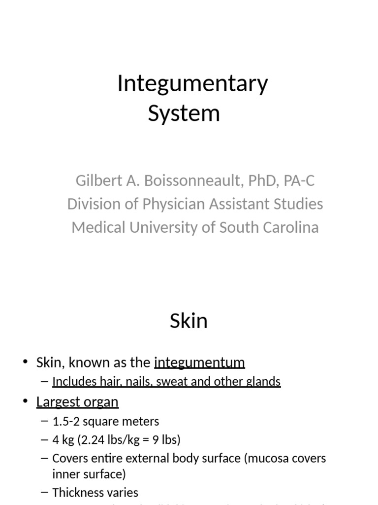 2 - Integumentary System | PDF | Skin | Epidermis