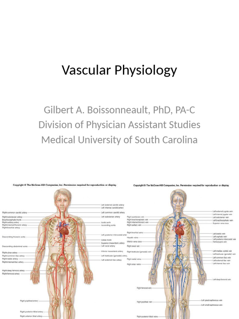 Understanding Vascular Physiology | PDF | Artery | Capillary