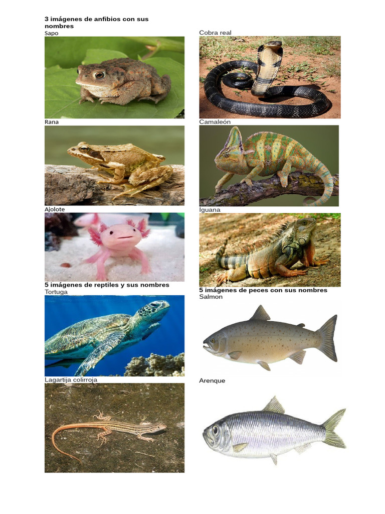 3 Imágenes de Anfibios Con Sus Nombres | PDF