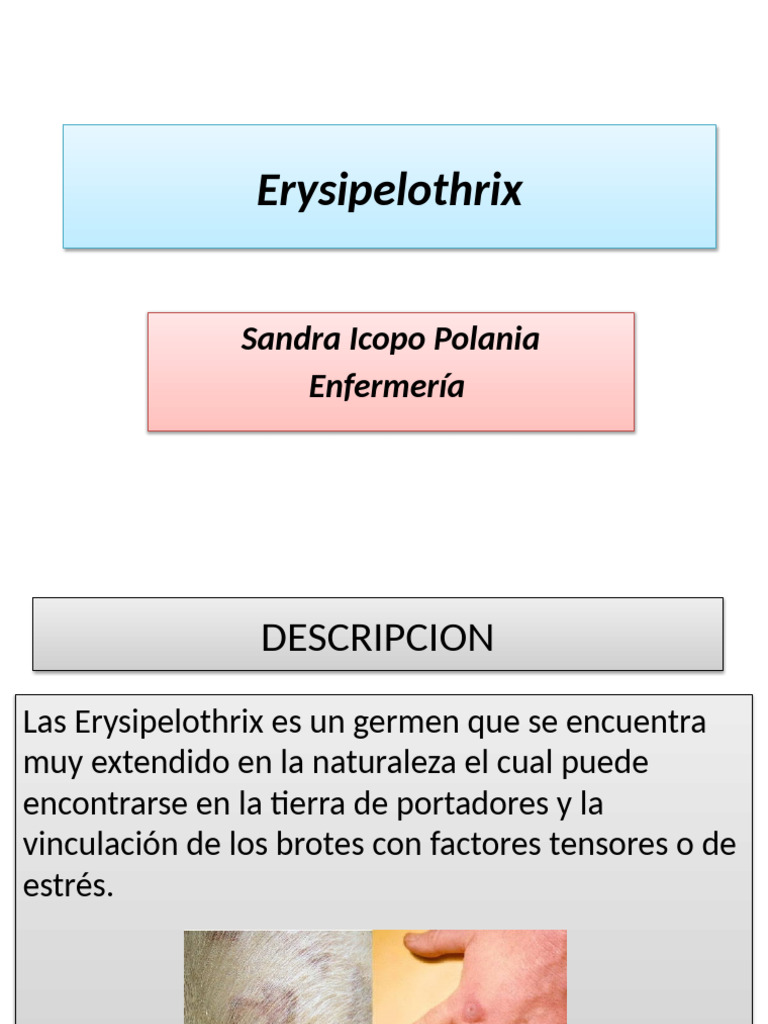 Erysipelothrix: Patología y Tratamiento | PDF