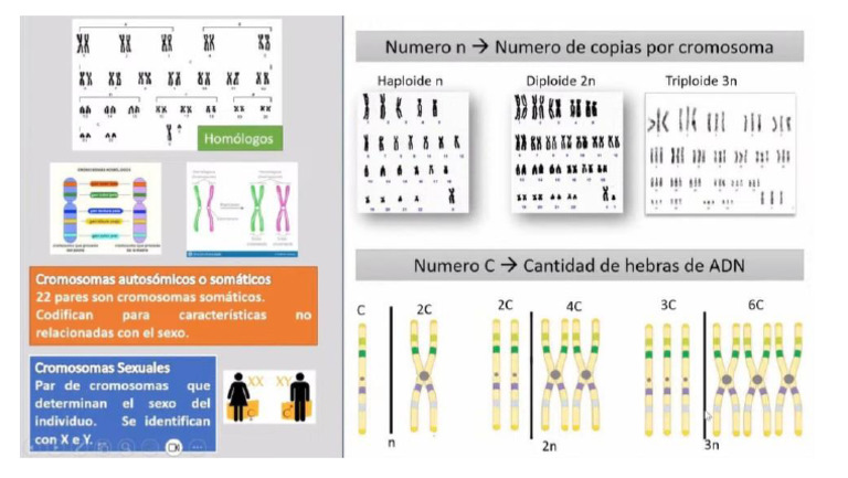 Biocel 4 | PDF