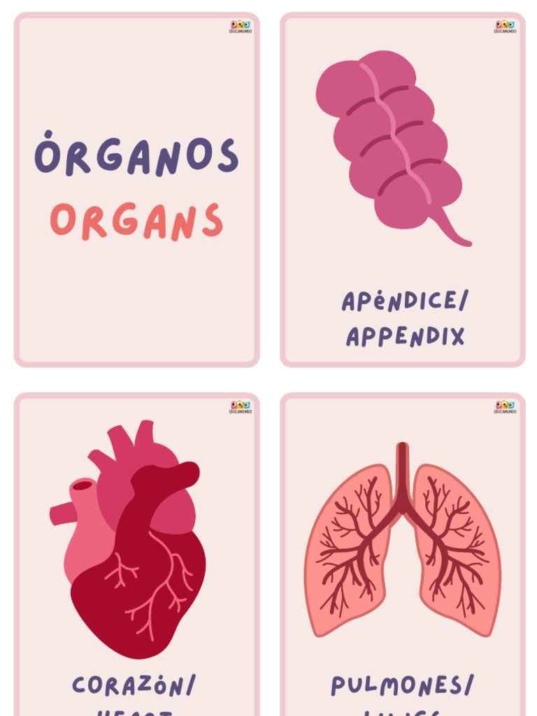 Lista de Órganos Humanos en Español | PDF