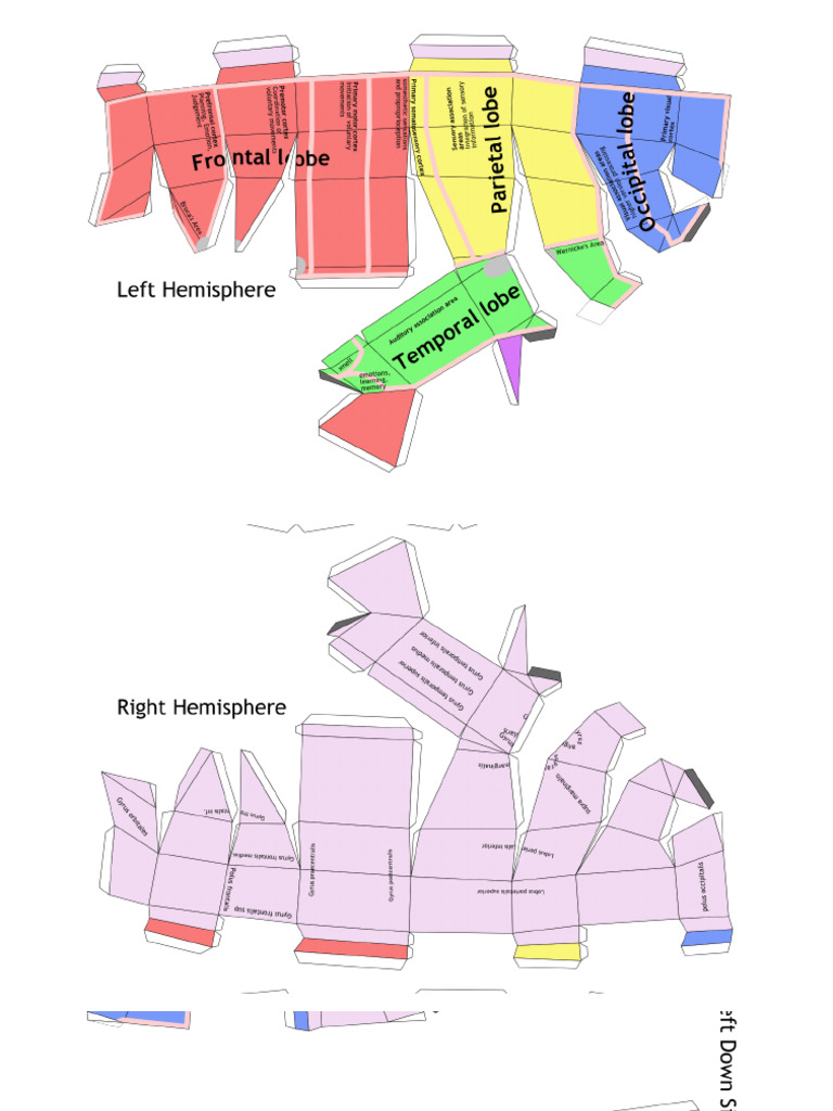 Cerebro Armable | PDF