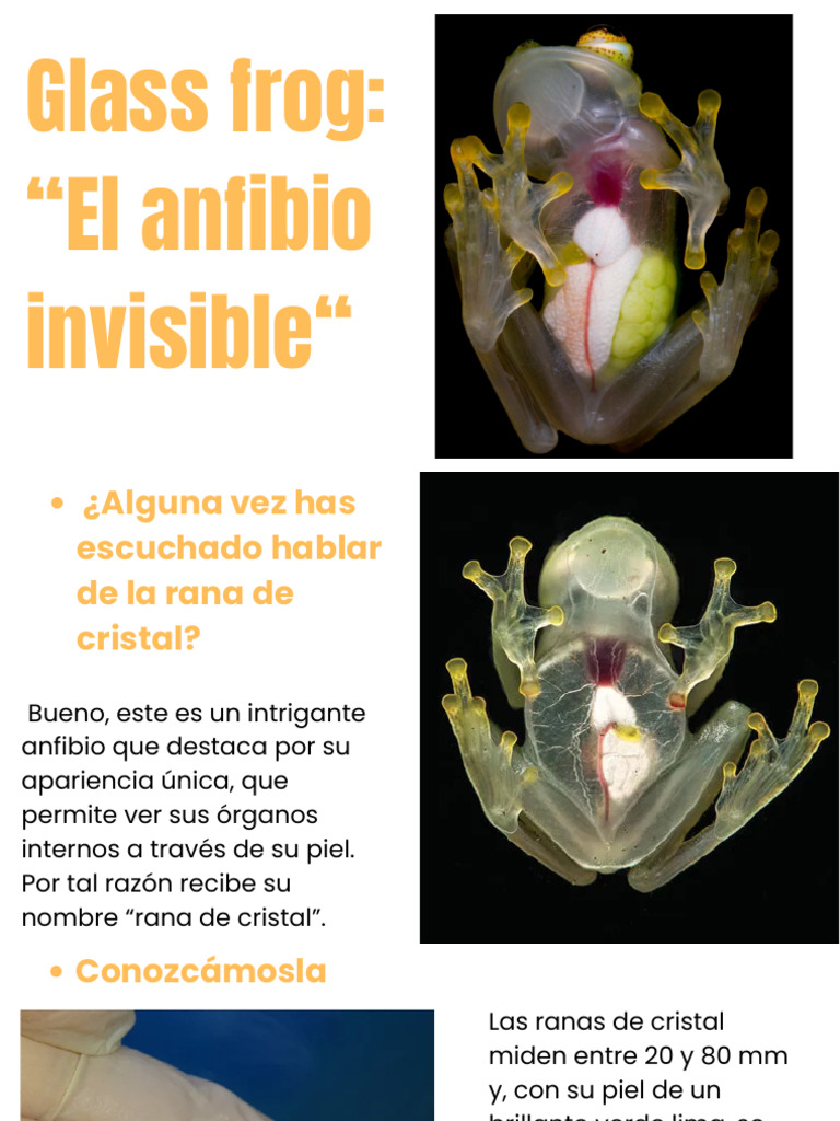 Glass Frog "El Anfibio Invisible " PDF | PDF