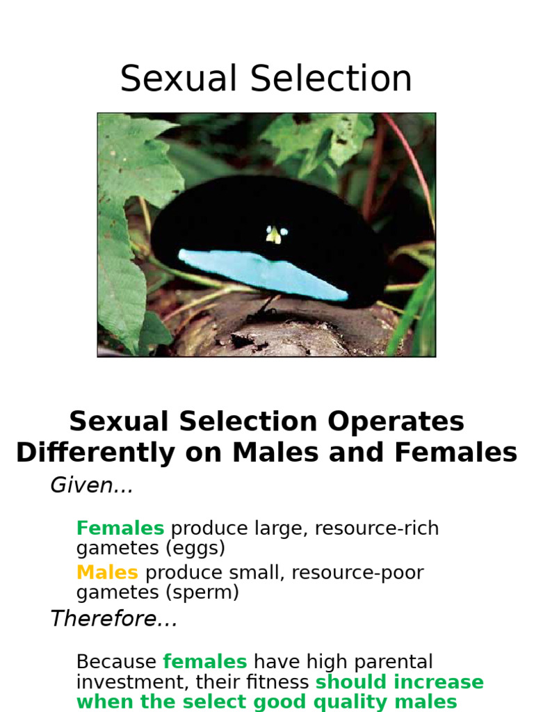 Lecture 4.8 - Sexual Selection | PDF | Sexual Selection | Male