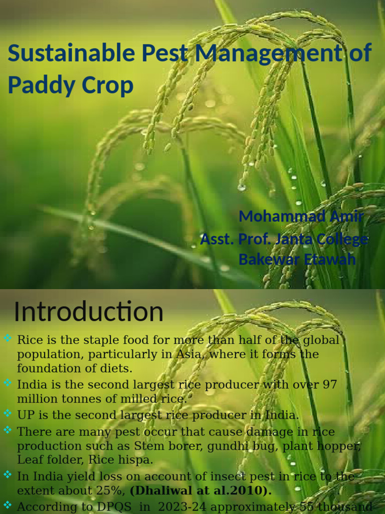 Sustainable Pest Management of Paddy Crop | PDF | Rice | Pest (Organism)