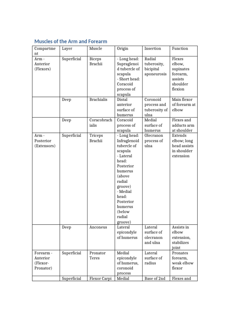 Arm and Forearm Muscle Anatomy Guide | PDF | Thumb | Elbow