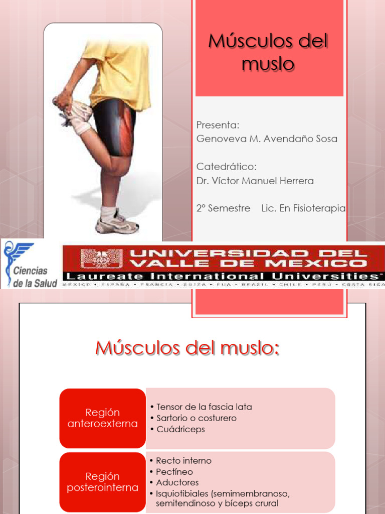 Anatomía de los Músculos del Muslo | PDF | Rodilla | Pelvis