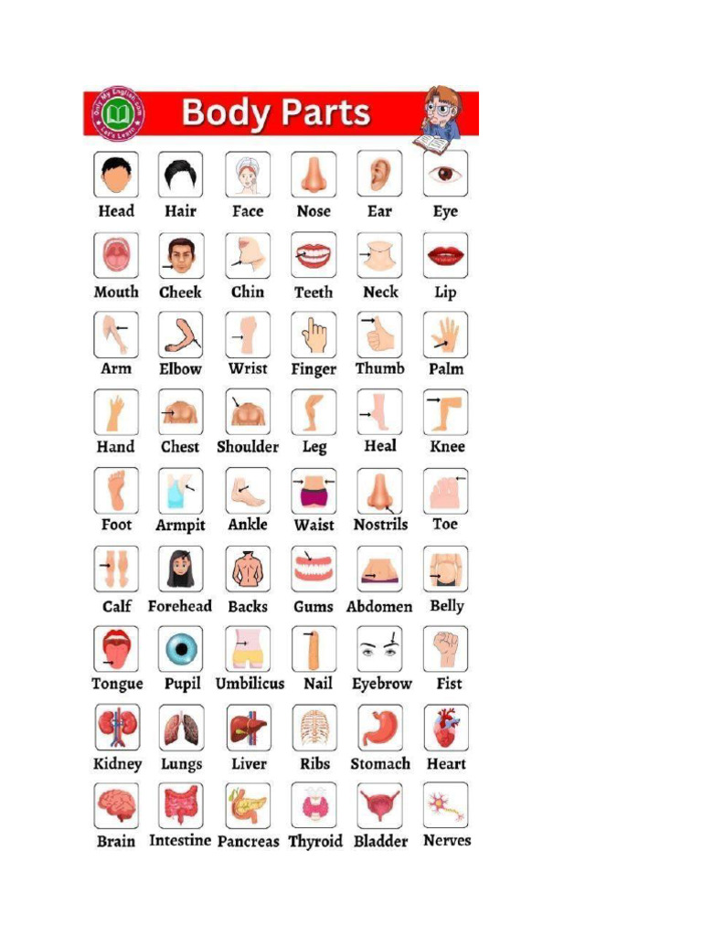 Body Parts | PDF