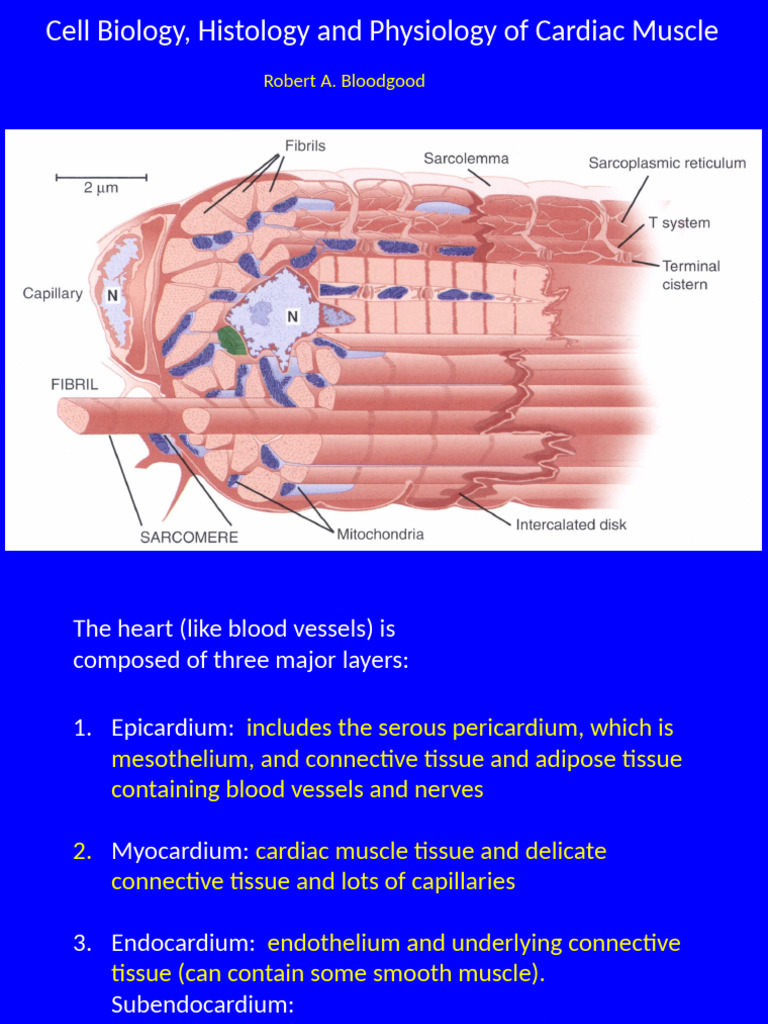 Cardiac Muscle: Structure and Function | PDF | Cardiac Muscle | Muscle ...